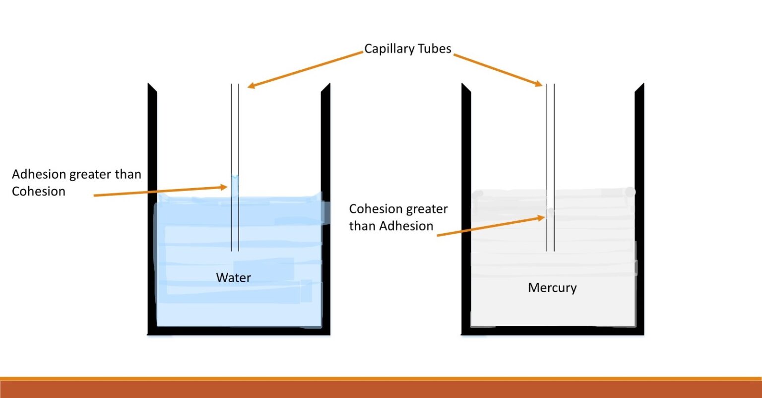 Capillary Action - AmazingPhysicsForAll